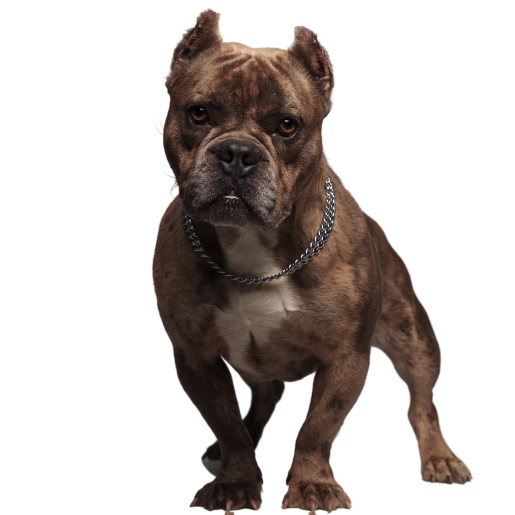 American Bully: o fofo com carinha de "bad boy" - Vet Paula Silverio