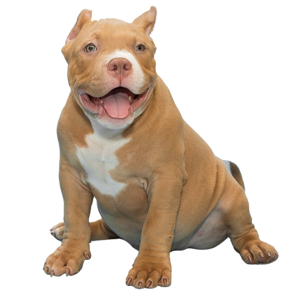 American Bully: o fofo com carinha de "bad boy" - Vet Paula Silverio