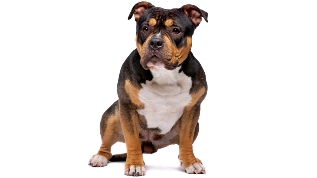 American Bully: o fofo com carinha de "bad boy" - Vet Paula Silverio