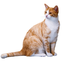 Entenda a Criptococose Felina - Vet Paula Silverio