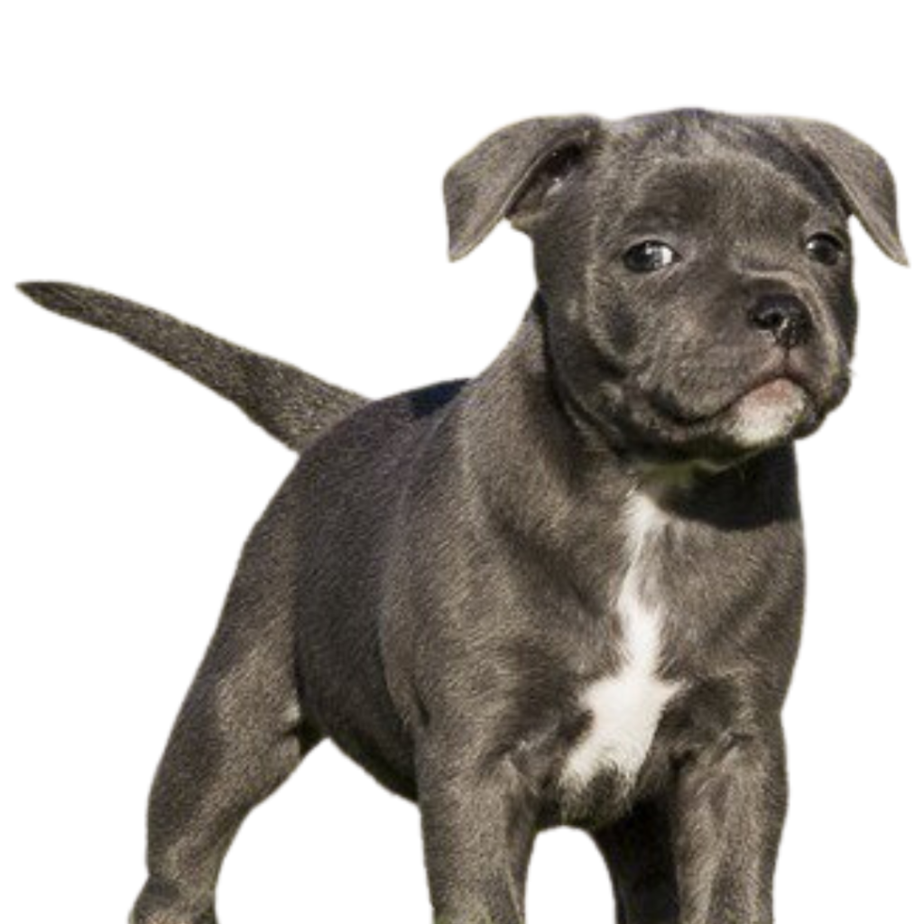 American Staffordshire Terrier: o cão babá - Vet Paula Silverio