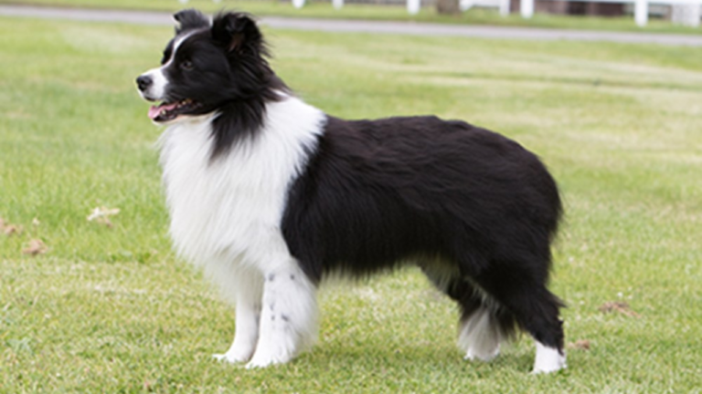 Tipos de Border Collie: qual o melhor para você? - Vet Paula Silverio
