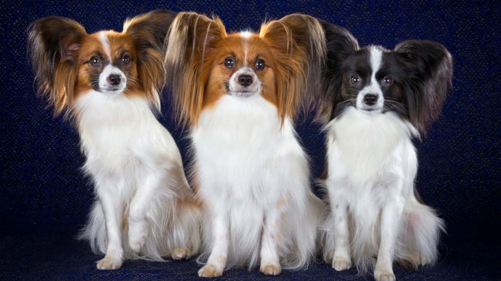 Tudo sobre o Papillon: O pequeno borboleta - Vet Paula Silverio