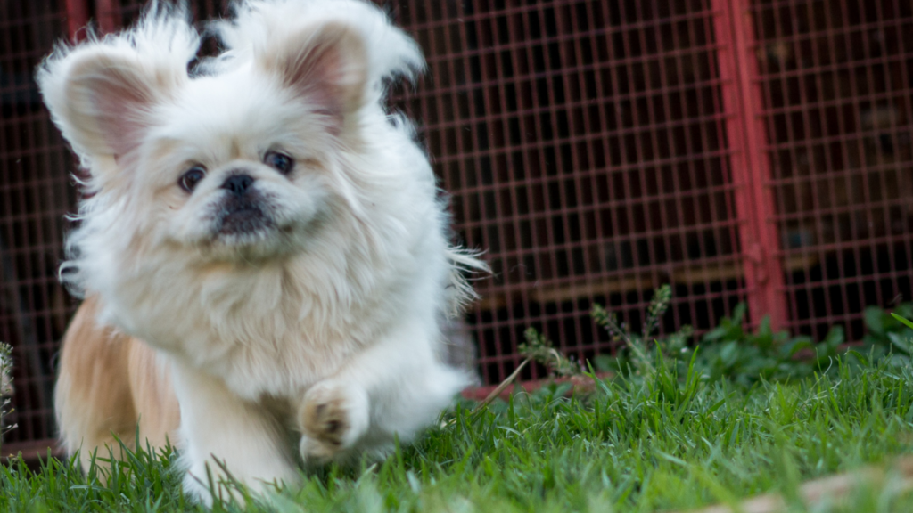 Tudo sobre o Pequinês - Vet Paula Silverio