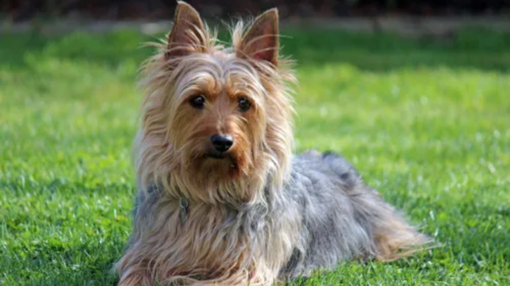 Tudo sobre o Silky Terrier - Vet Paula Silverio