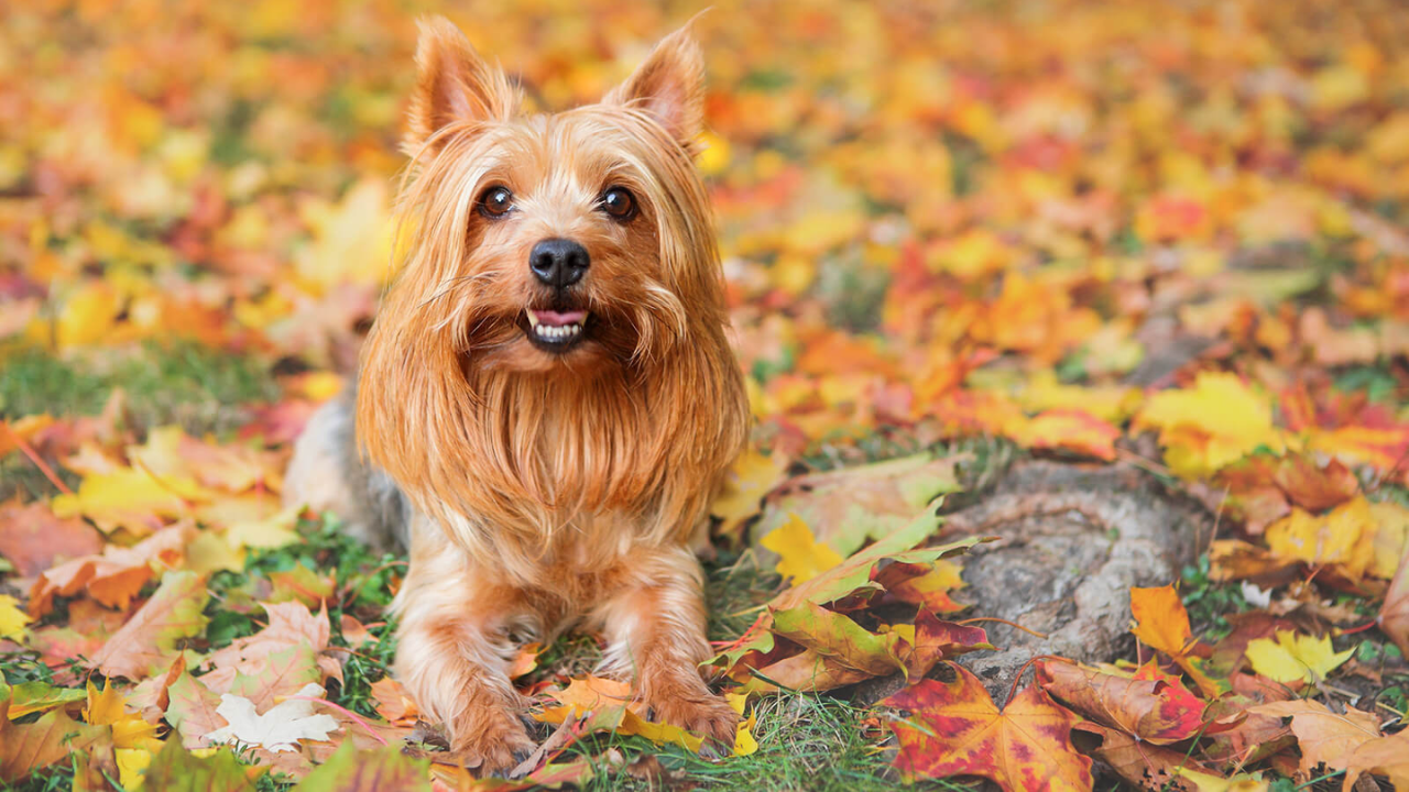 Tudo sobre o Silky Terrier - Vet Paula Silverio