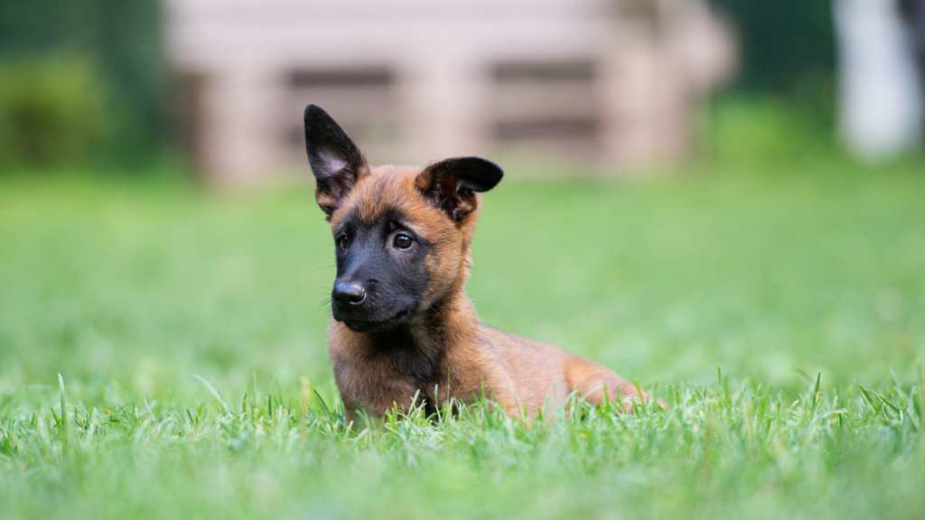 Pastor Belga de Malinois: o cão do momento! - Vet Paula Silverio