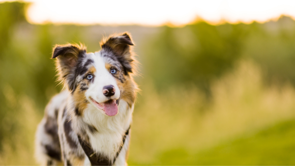 Coisas essenciais que todo tutor de Border Collie precisa saber - Vet ...