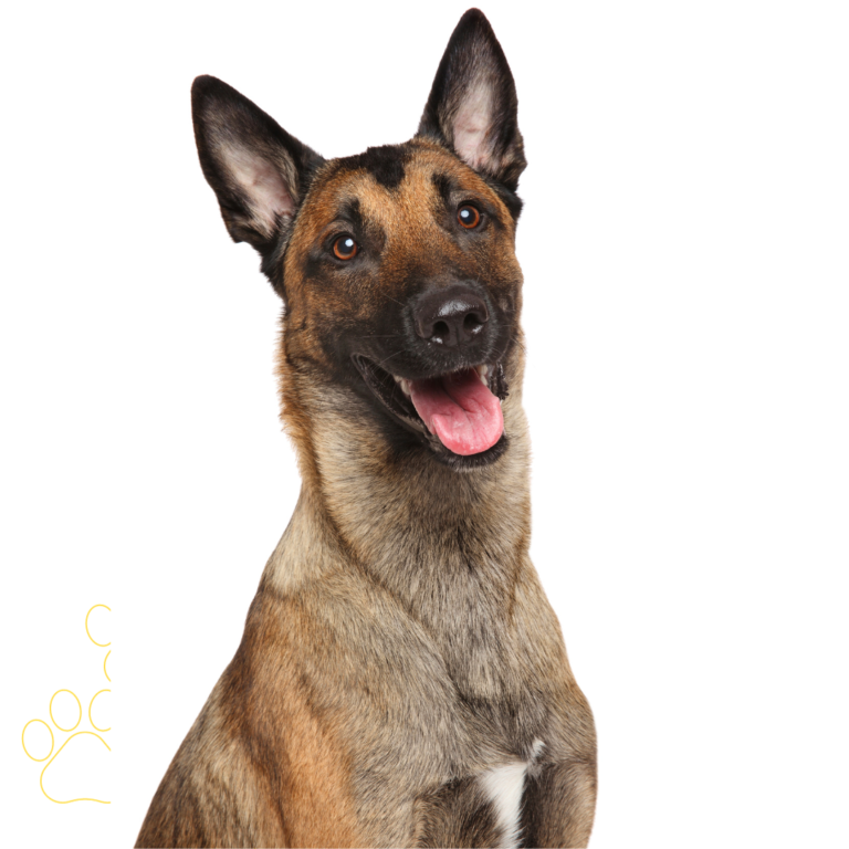 Pastor Belga de Malinois: o cão do momento! - Vet Paula Silverio