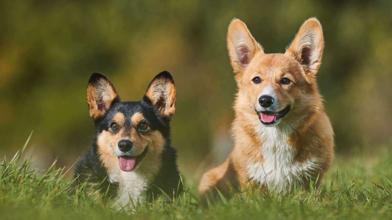 Welsh Corgi, tudo sobre a raça - Vet Paula Silverio