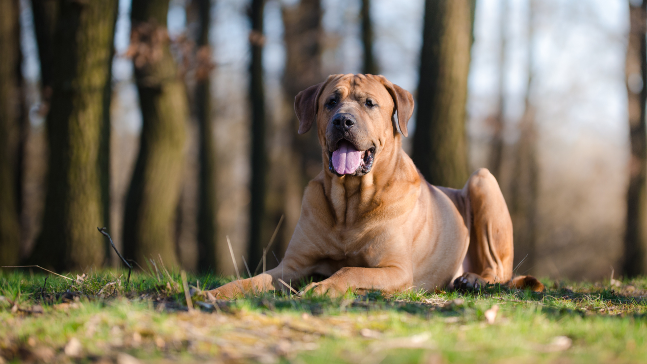 Tosa Inu: o Guardião Japonês - Vet Paula Silverio