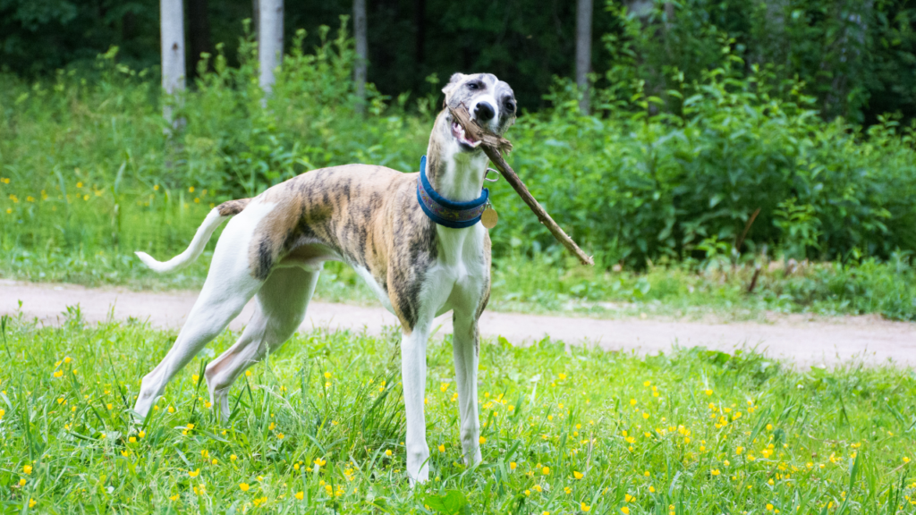 Whippet : saiba tudo sobre a raça - Vet Paula Silverio