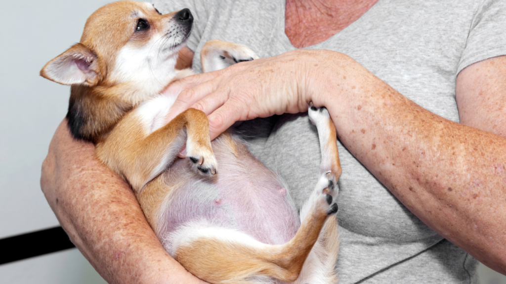 Saúde do Spitz Alemão : Acometimentos comuns - Vet Paula Silverio